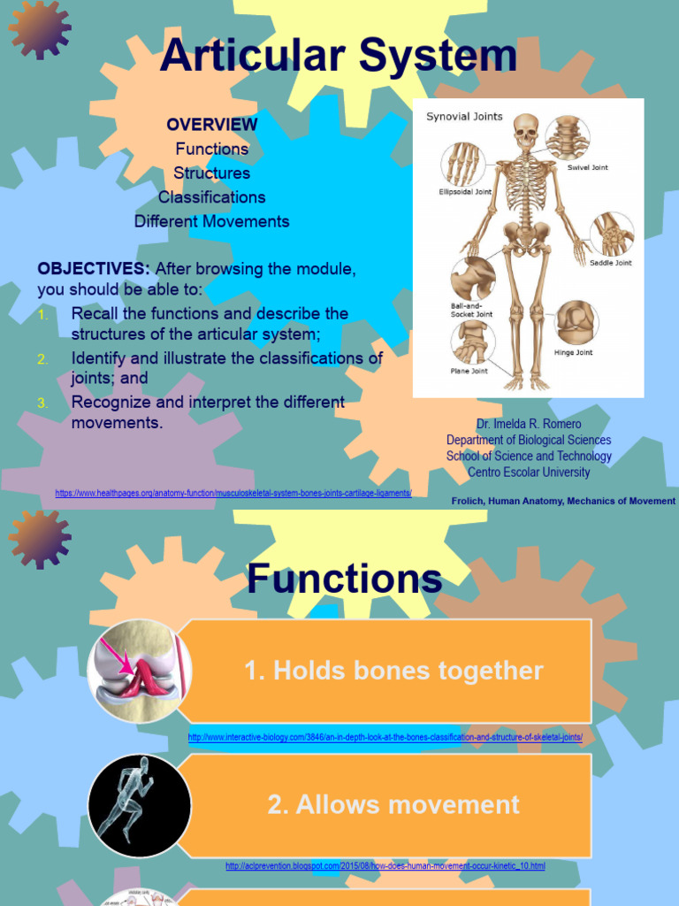 Articular System | PDF | Anatomical Terms Of Motion | Human Anatomy