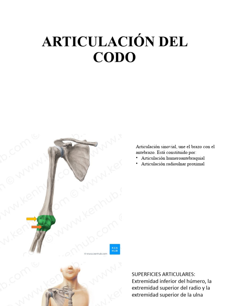 Articulación Del Codo | PDF
