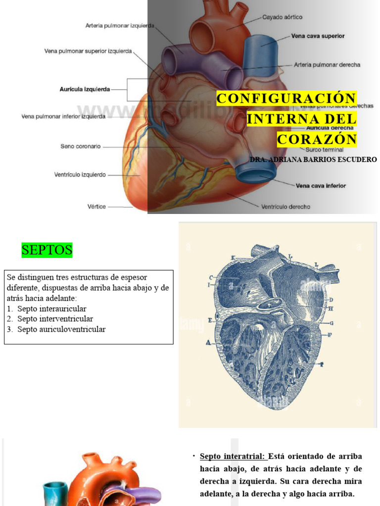 CONFIGURACIÓN INTERNA DEL CORAZÓN | PDF | Corazón | Ventrículo (corazón)