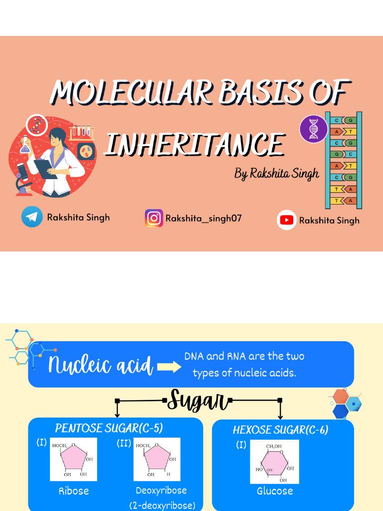 Notes of Molecular Basis of Inheritance - 13486412 - 2022 - 12 - 11 ...
