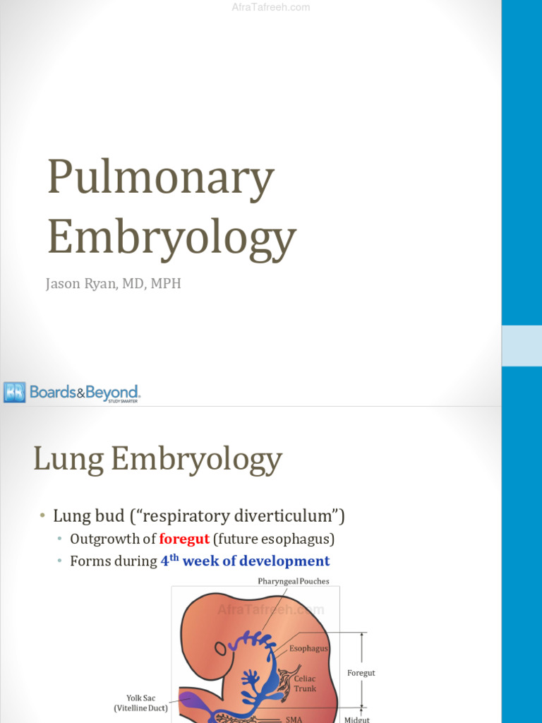 Pulmonary Embryology Atf | PDF | Lung | Respiratory Tract