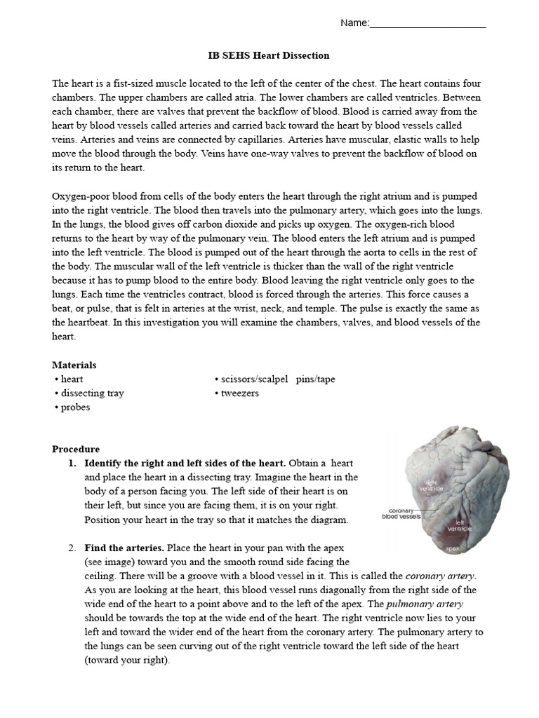 IB SEHS Heart Dissection Guide | PDF | Heart | Heart Valve