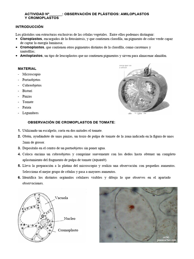 18 Cromoplastos y Amiloplastos | PDF | Plantas | Biología Celular)