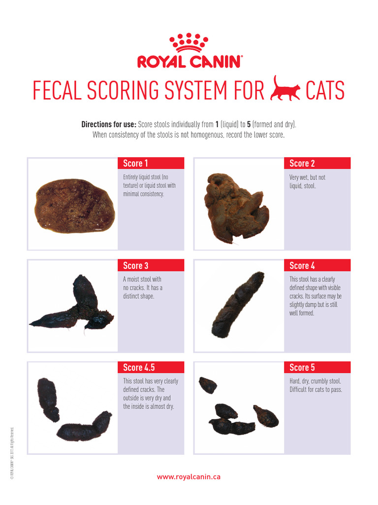 Royal Canin GI Fecal Charts - Cat - English | PDF | Human Feces | Feces