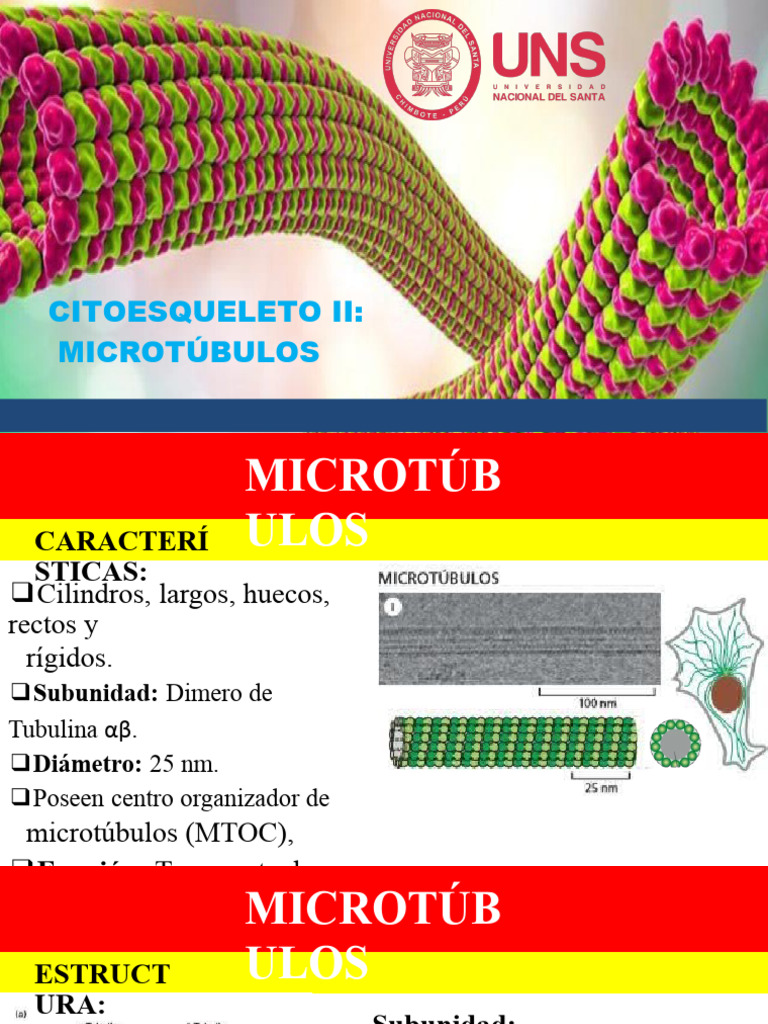 Citoesqueleto 2. | PDF | Microtúbulos | Biología
