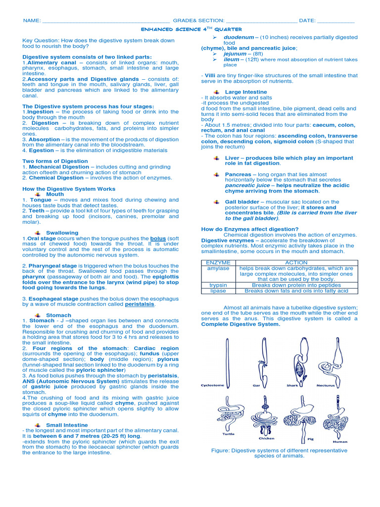 Enhanced Science 8 Q4 Week 1 | Download Free PDF | Stomach | Digestion