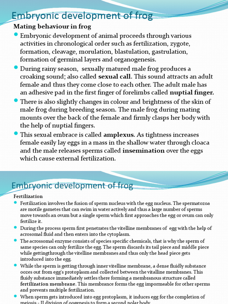 Embryonic Development of Frog | PDF | Embryo | Fertilisation