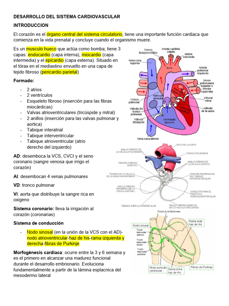 Desarrollo Del Sistema Cardiovascular | PDF | Corazón | Sistema ...
