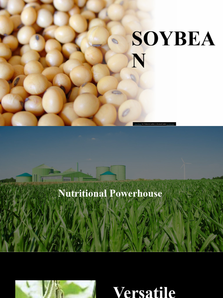 Soybean | Download Free PDF | Soybean | Soil