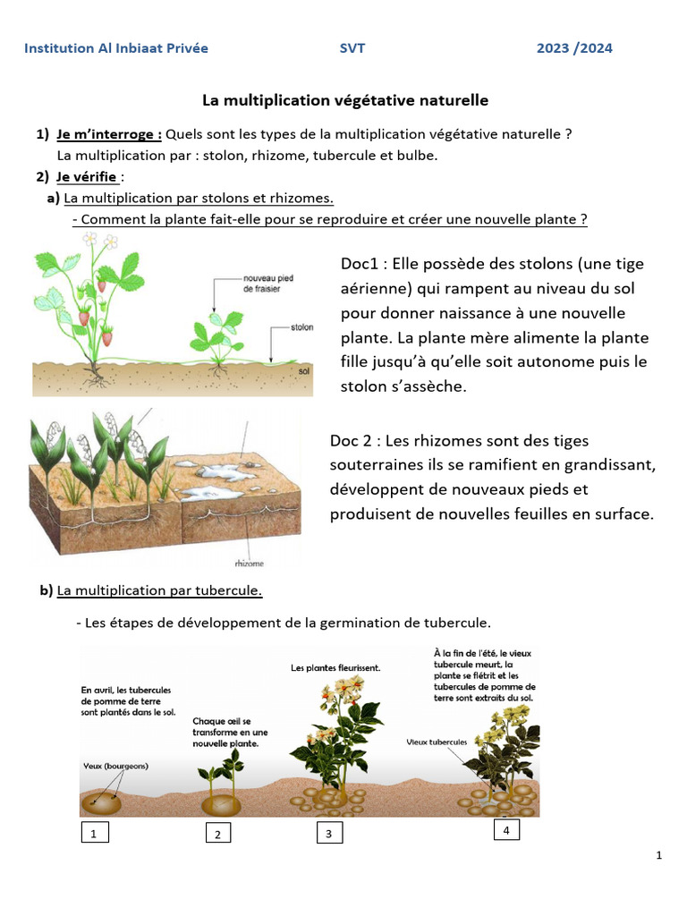 Multiplication Végétative des Plantes | PDF