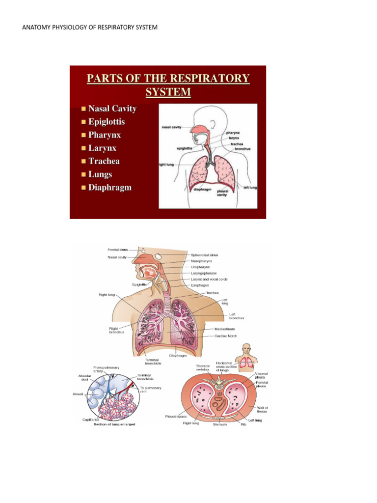 Anatomy Physiology of Respiratory System | PDF