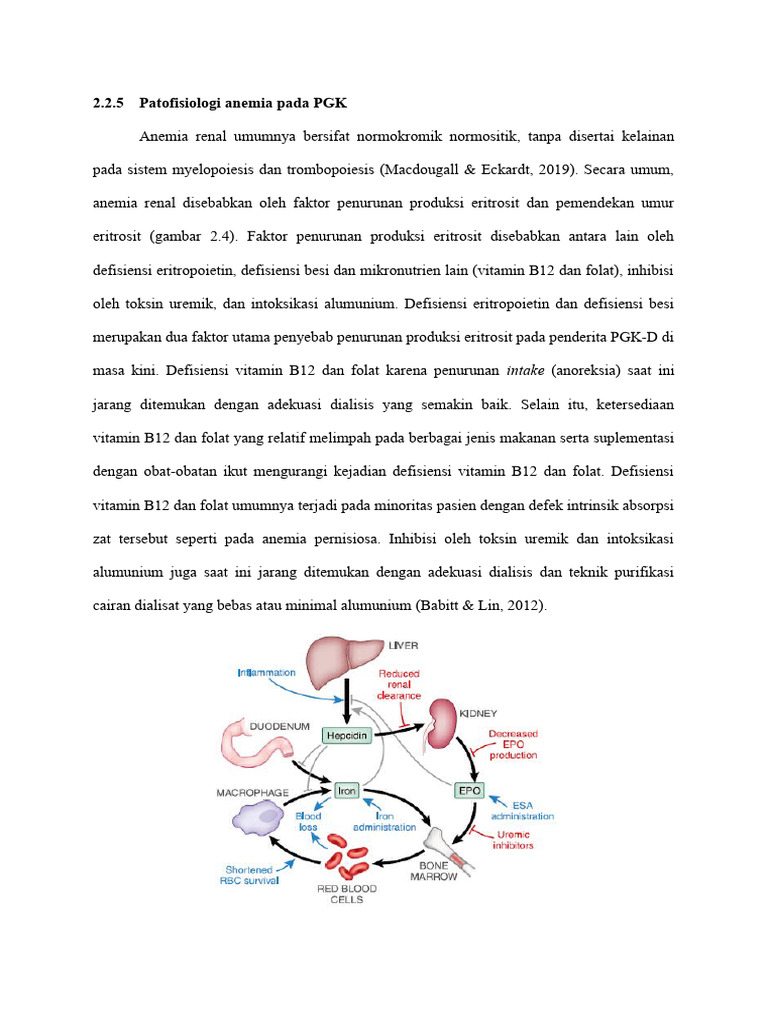 patofisiologi anemia pgk | PDF