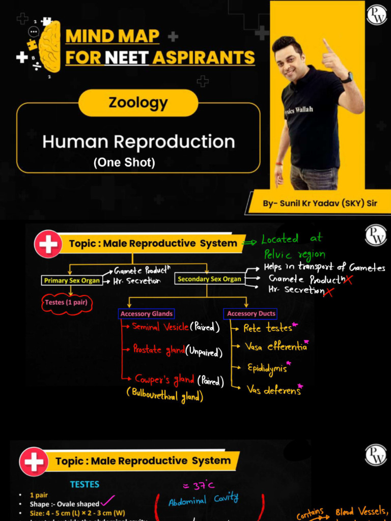 Human Reproduction - (One Shot) Class Notes | PDF