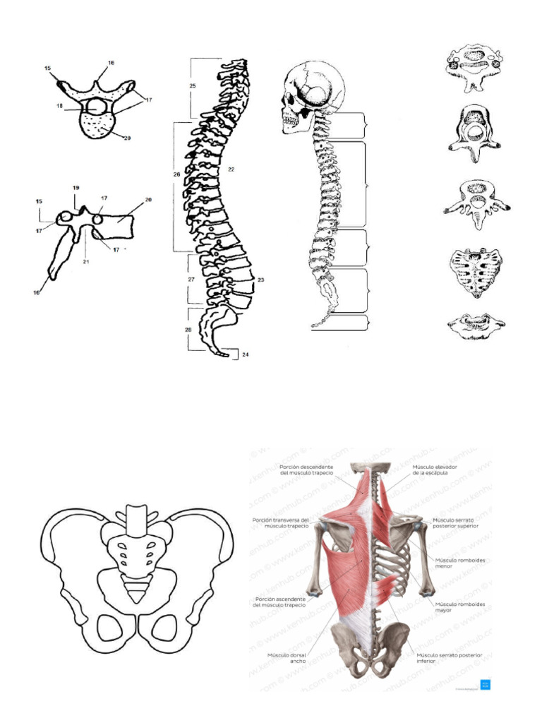 Esquemas Columna | PDF