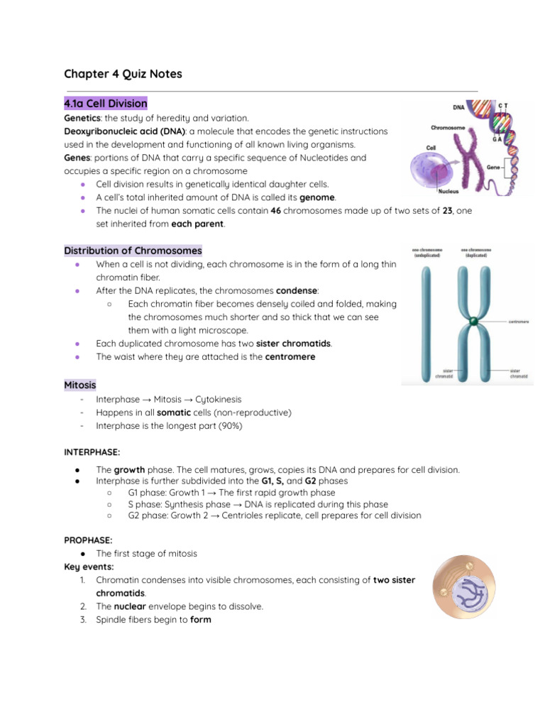 Cell Division and Genetics Overview | PDF | Mitosis | Chromosome