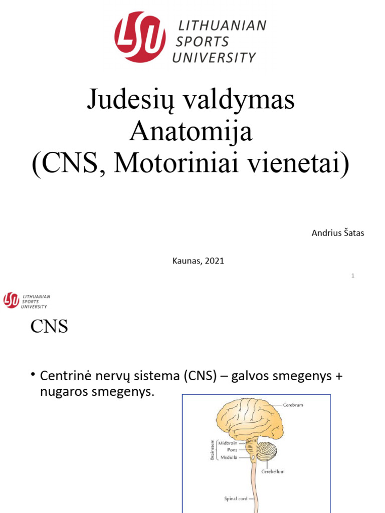 Judesių Valdymas, Anatomija I CNS, Motoriniai Vienetai 2021 | PDF
