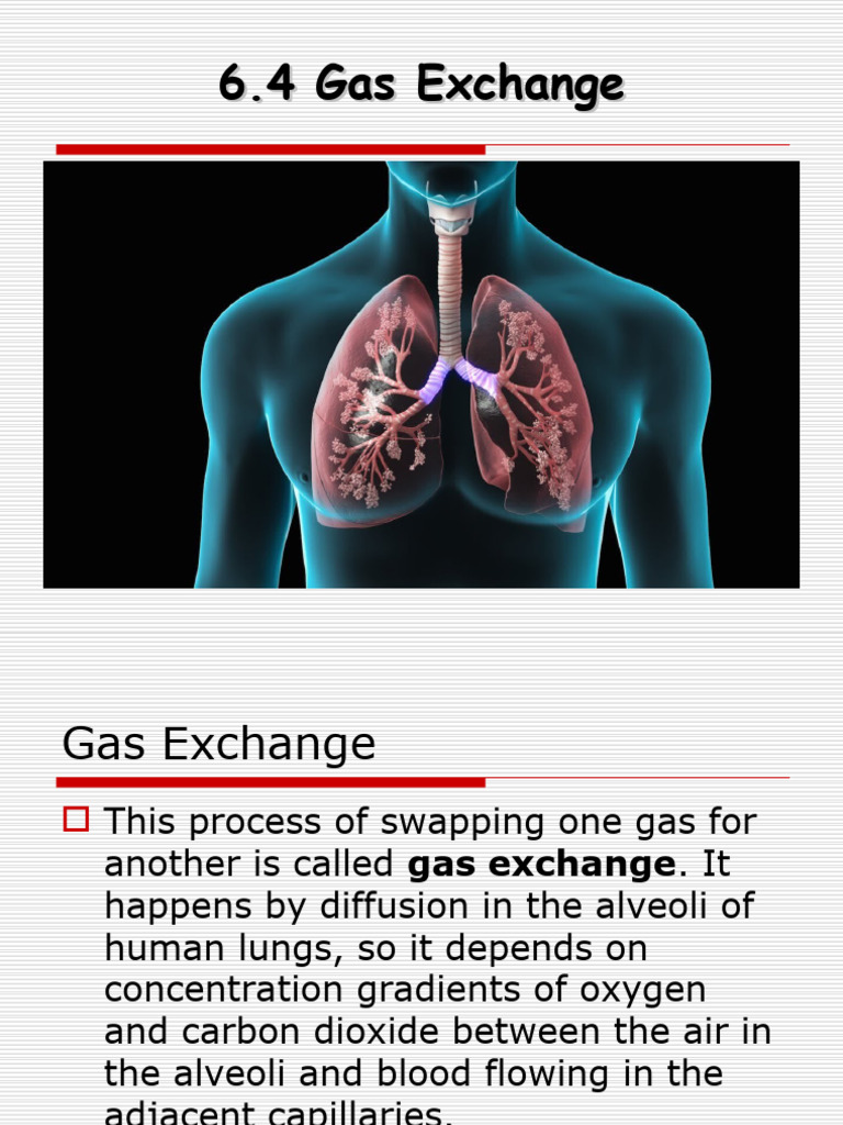 6.4 Gas Exchange in Humans | Download Free PDF | Breathing | Respiration