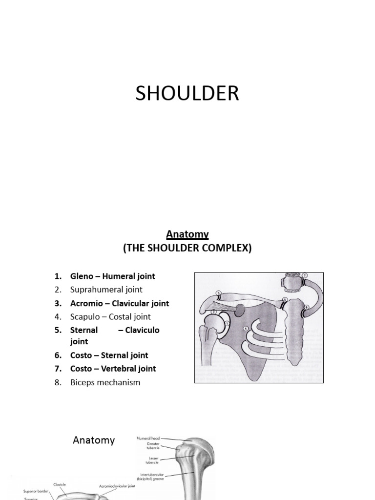 Shoulder Review | PDF | Anatomical Terms Of Motion | Elbow