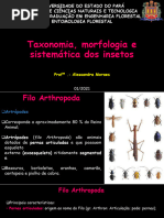 Anatomia Externa dos Insetos: Estruturas e Funções | PDF | Insetos | Mosca