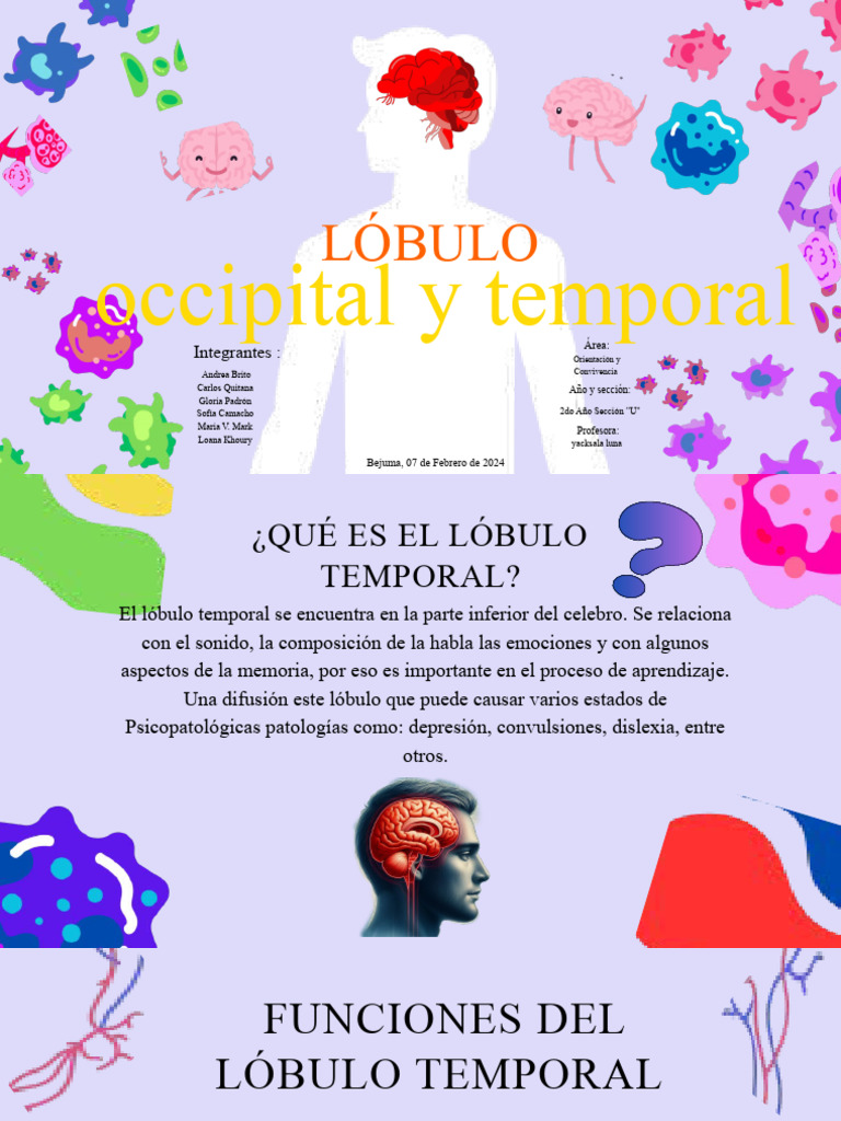 Funciones de los lóbulos occipital y temporal | PDF