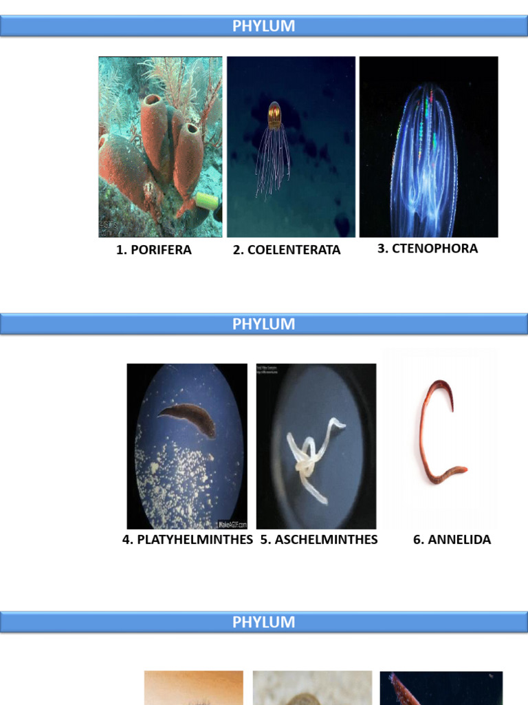 Animal Kingdom Basis of Classification Basis | PDF | Zoology | Biology