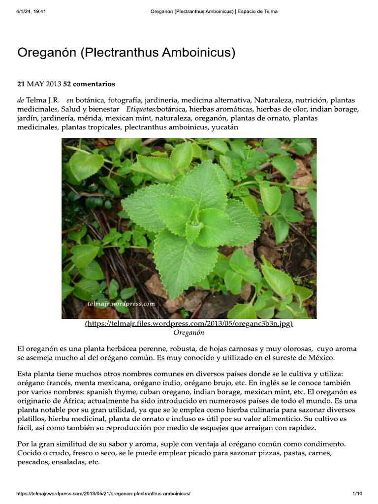 Oreganón Orégano Brujo Propiedades Artículo | PDF