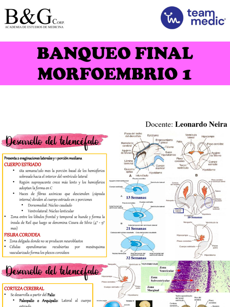 Banqueo Final | PDF | Páncreas | Tiroides