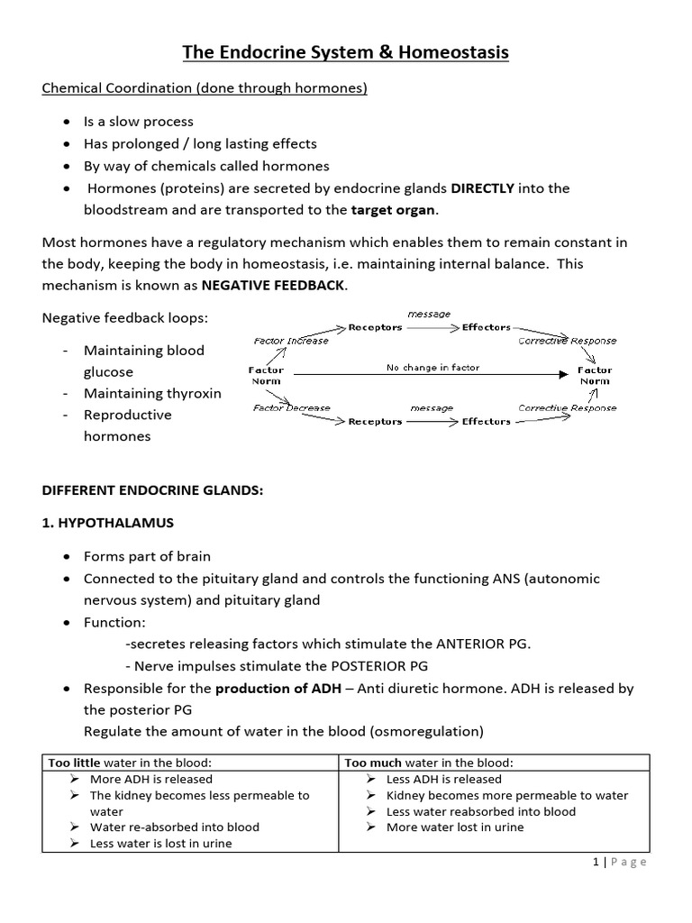 The Endocrine System | PDF | Pancreas | Endocrine System