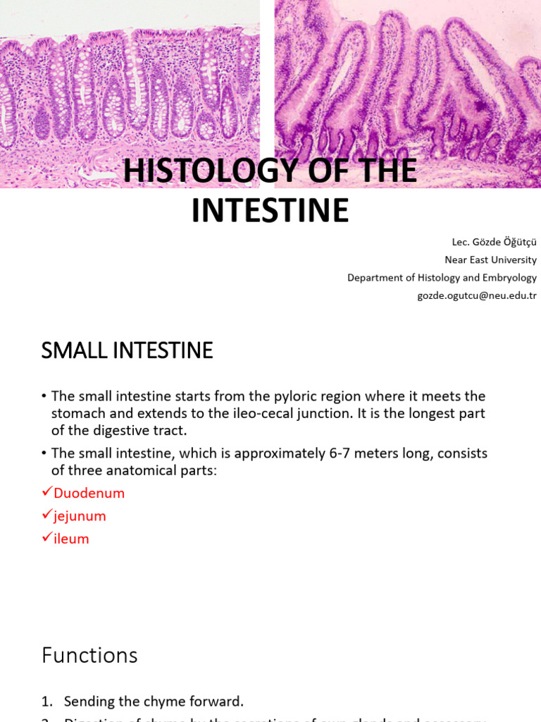 Histology of The Intestine | PDF | Gastrointestinal Tract | Small Intestine