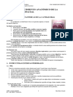 Anatomía Detallada de los Labios | PDF | Anatomía humana | Cabeza y ...