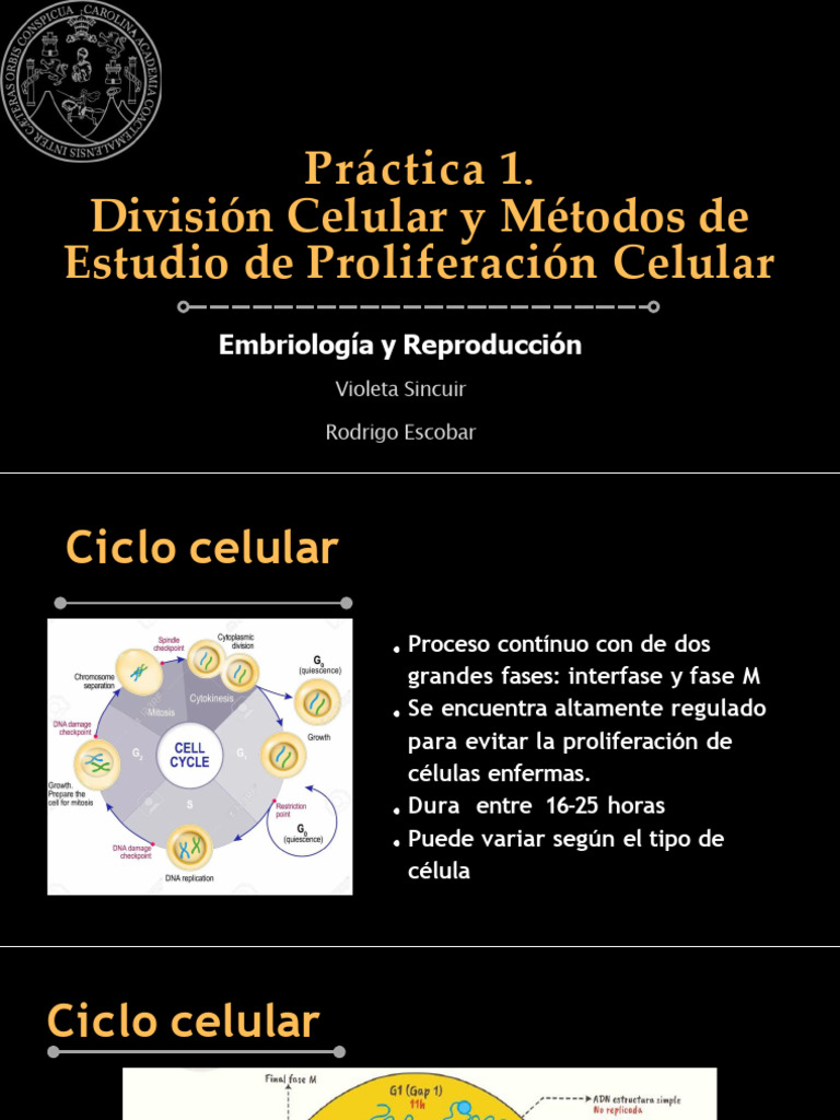 Práctica 1. División Celular y Métodos de Estudio de Proliferación ...