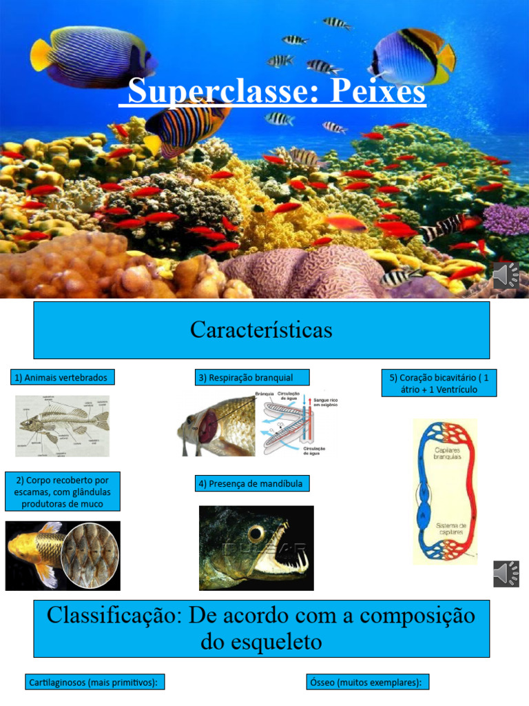 Classificação dos Peixes: Condrictes e Osteíctes | PDF | Peixes | Zoologia