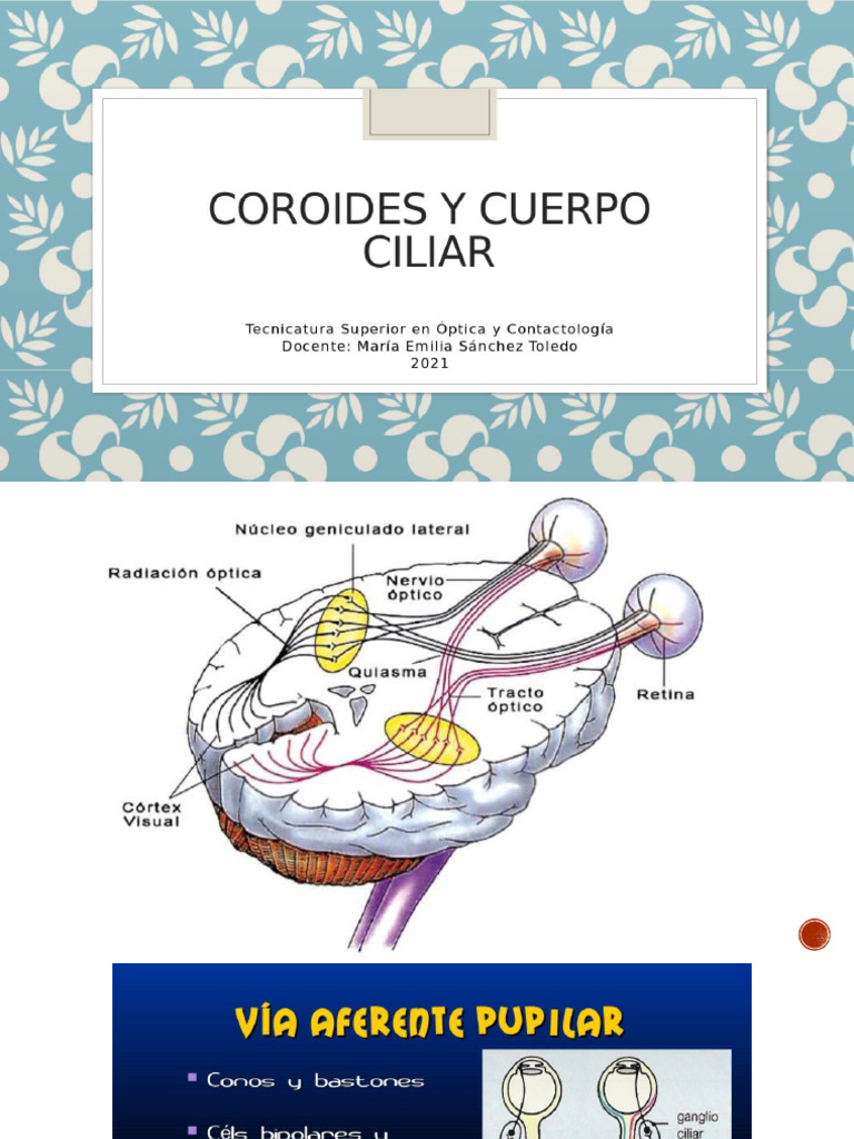 Cuarta Clase - Coroides y Cuerpo Ciliar | PDF | Ojo humano | Metástasis