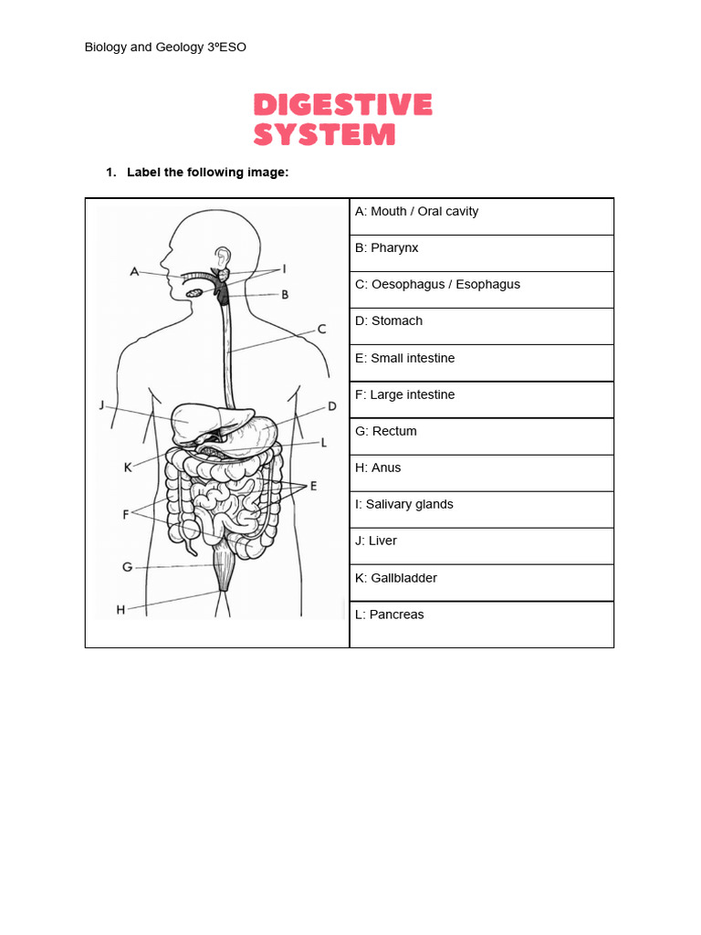 ANSWER Digestive System Worksheet | PDF | Digestion | Gastrointestinal ...