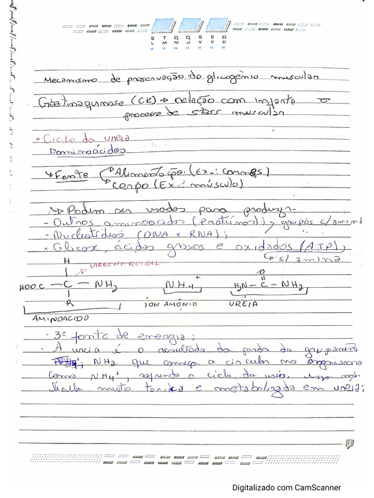 ciclo da ureia, síntese e degradação do grupamento heme | PDF