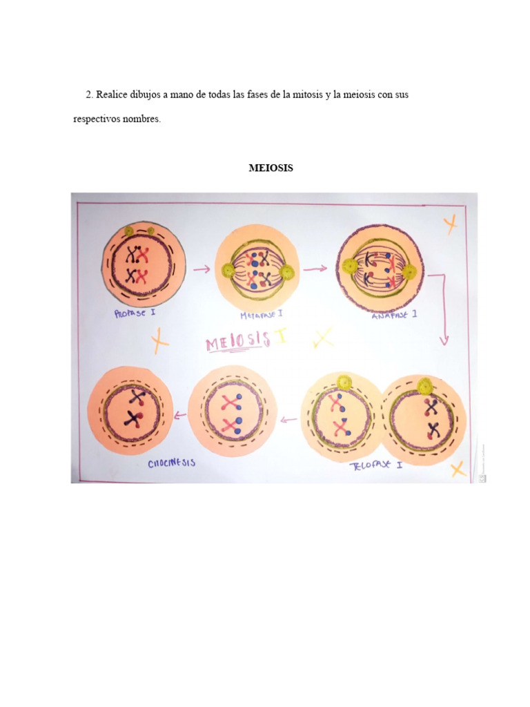 Division Celular Mitosis Y Meiosis Alejandro Casanova | PDF | Cromatina ...