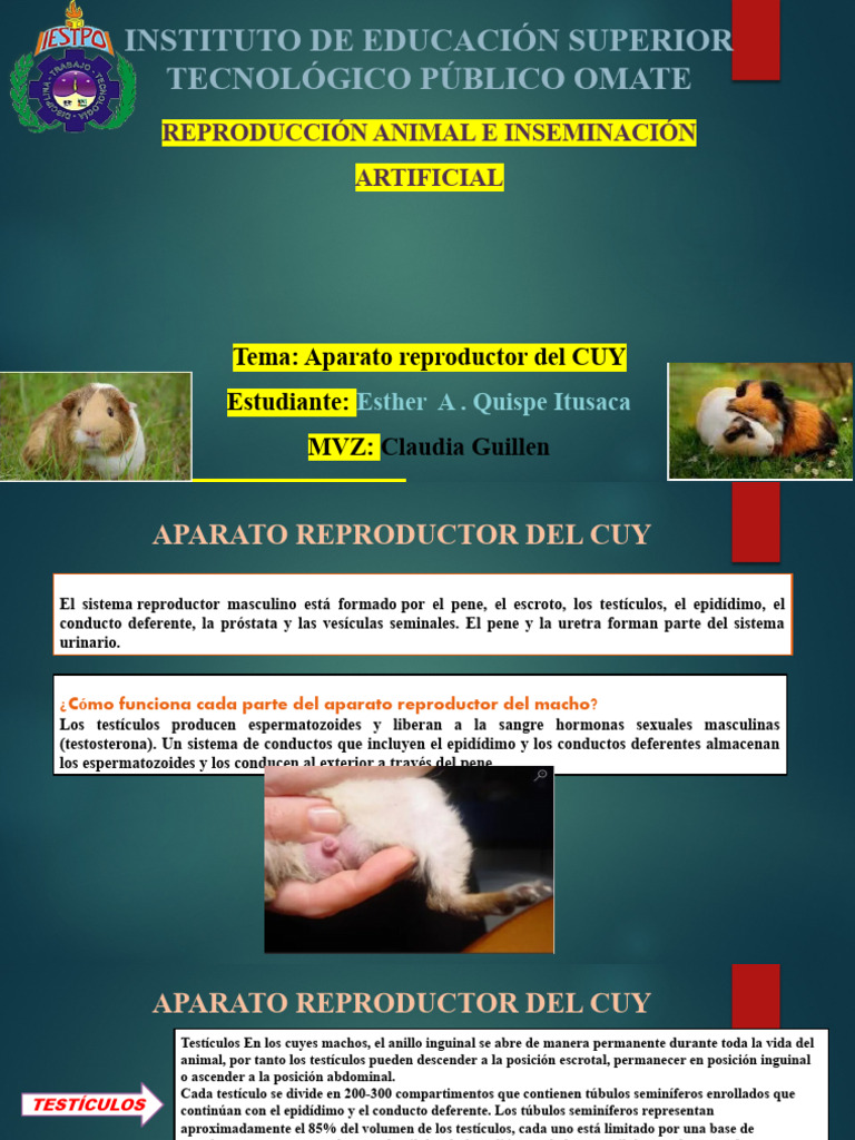 Aparato Reproductor Del Cuy - REPRODUCCION ANIMAL - ESTHER | PDF ...
