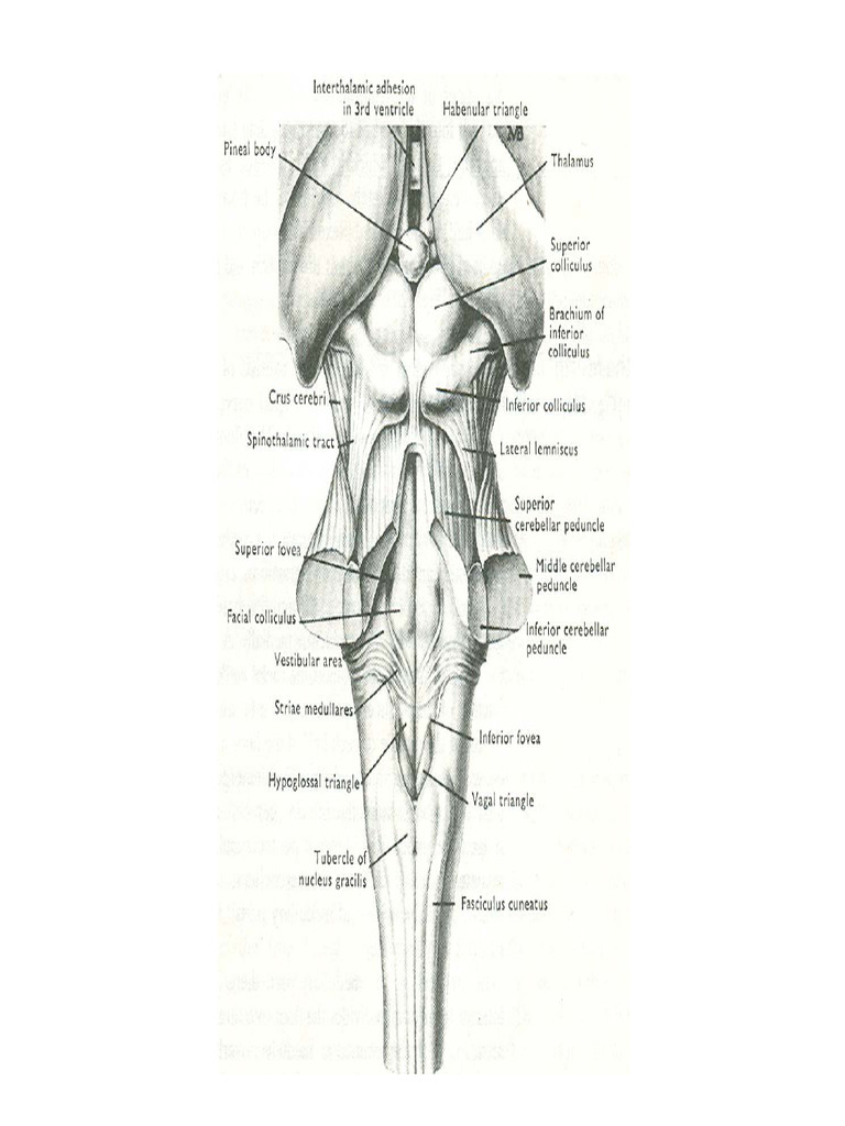 Fourth Ventricle | PDF