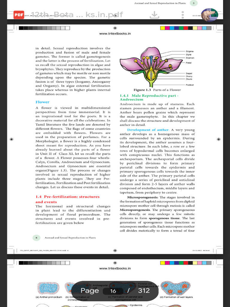 12th - Botany - EM - WWW - Tntextbooks.in - PDF - Google Drive | PDF ...