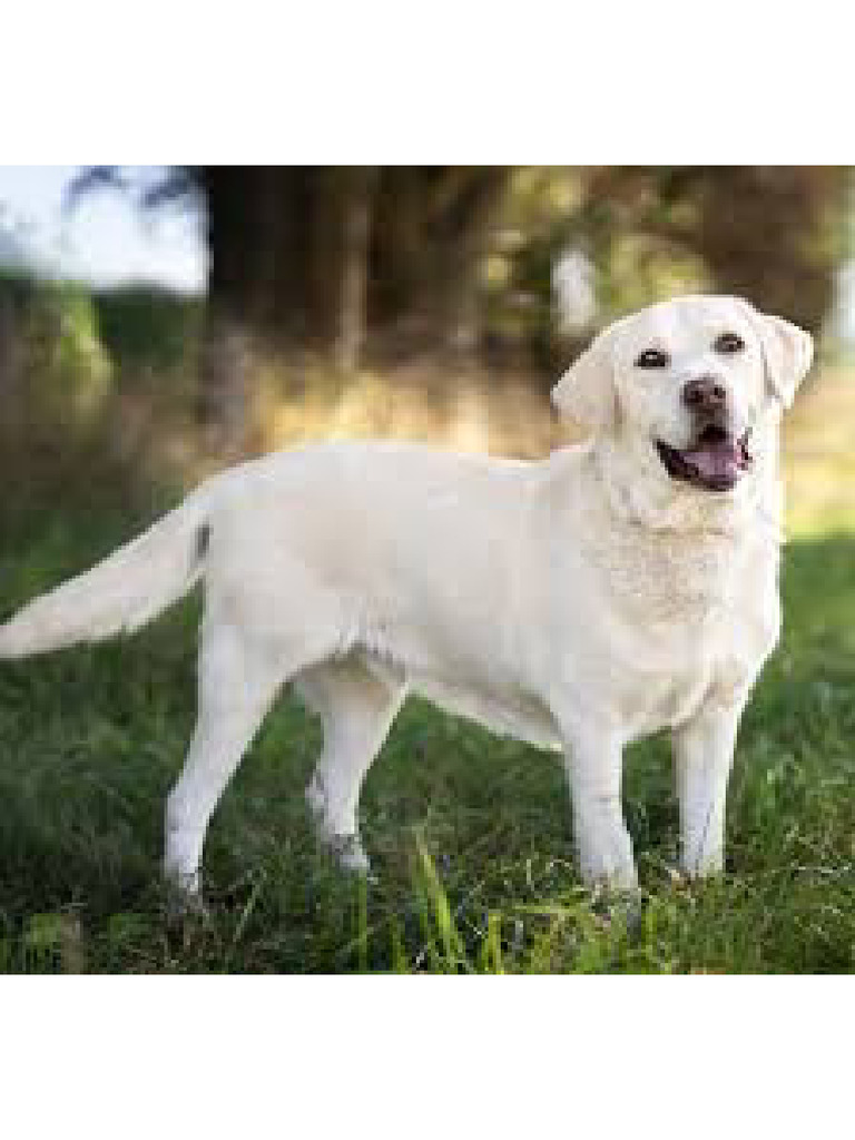 Dog | PDF