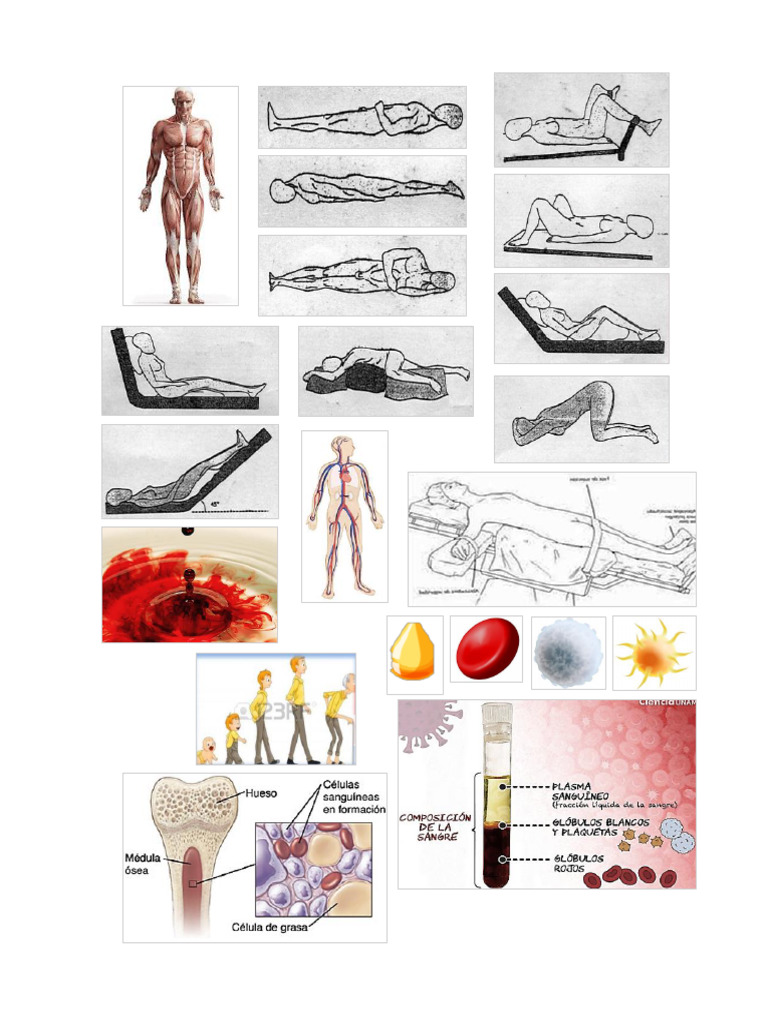 posiciones anatomicas | PDF
