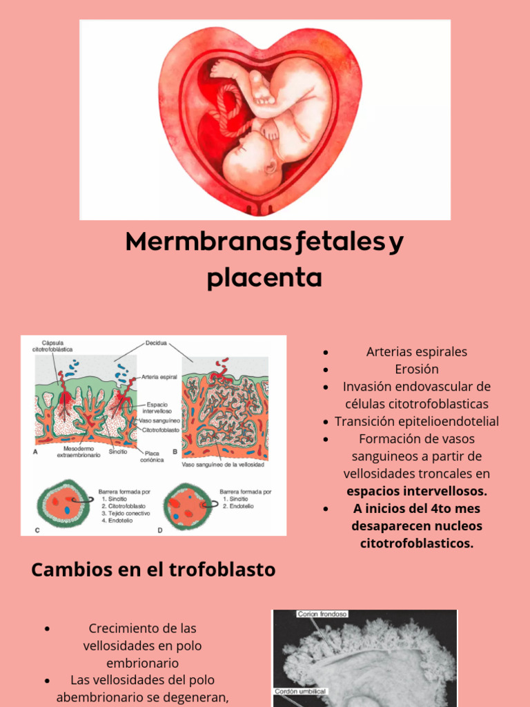 Placenta y Anexos | Descargar gratis PDF | Placenta | Reproducción humana