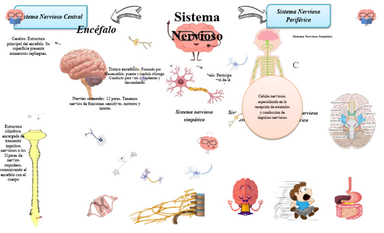 Mapa Mental Sistema Nervioso | PDF | Sistema nervioso | Cerebro