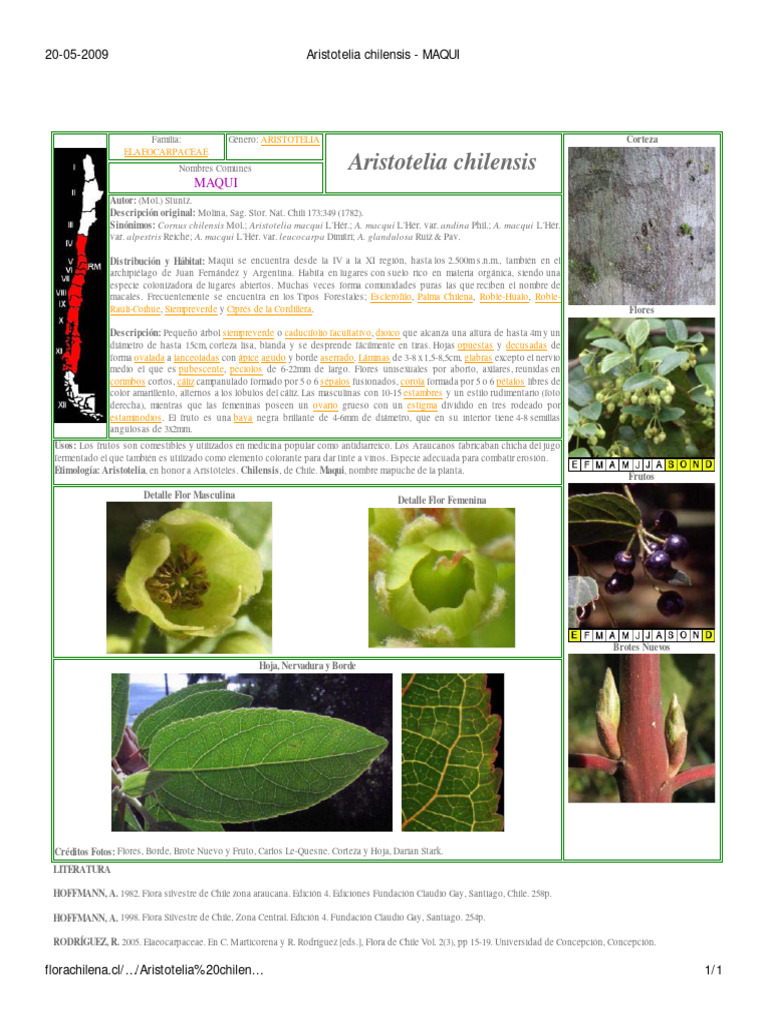 Aristotelia chilensis - MAQUI | PDF | Morfología Vegetal | Botánica