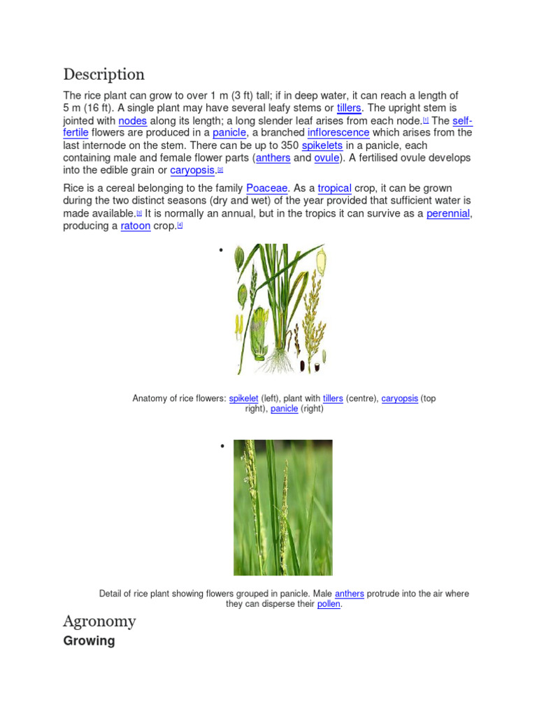 Rice Pages 3 | PDF