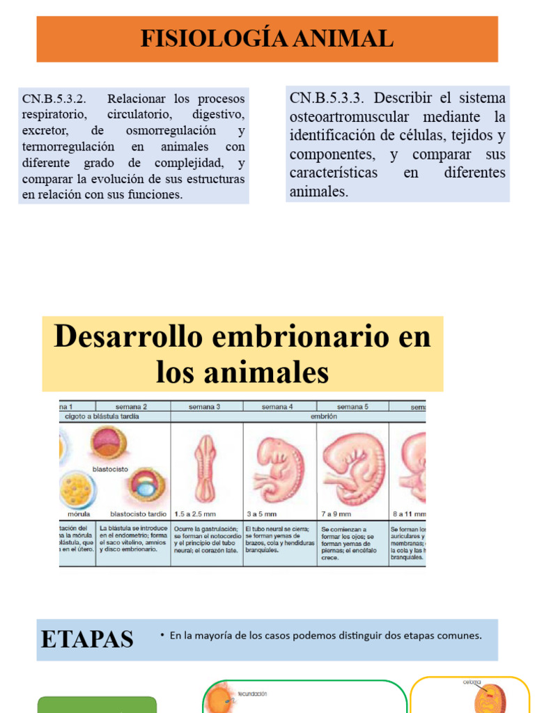 Desarrollo Embrionario en Los Animales | PDF
