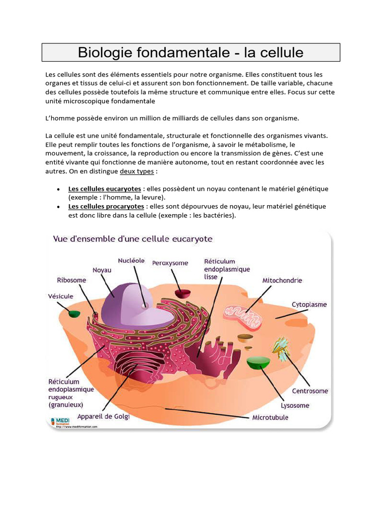 La Cellule : Unité de Vie Essentielle | PDF | Membrane cellulaire ...