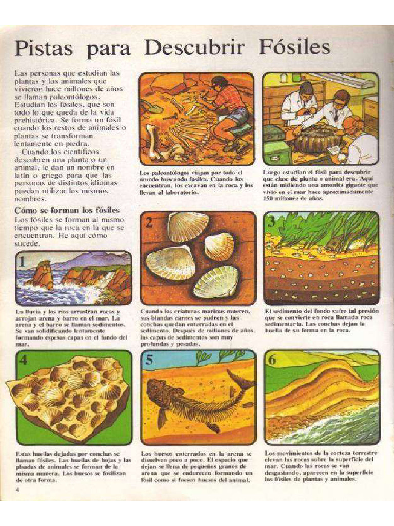 Pistas para Descubrir Fosiles | PDF
