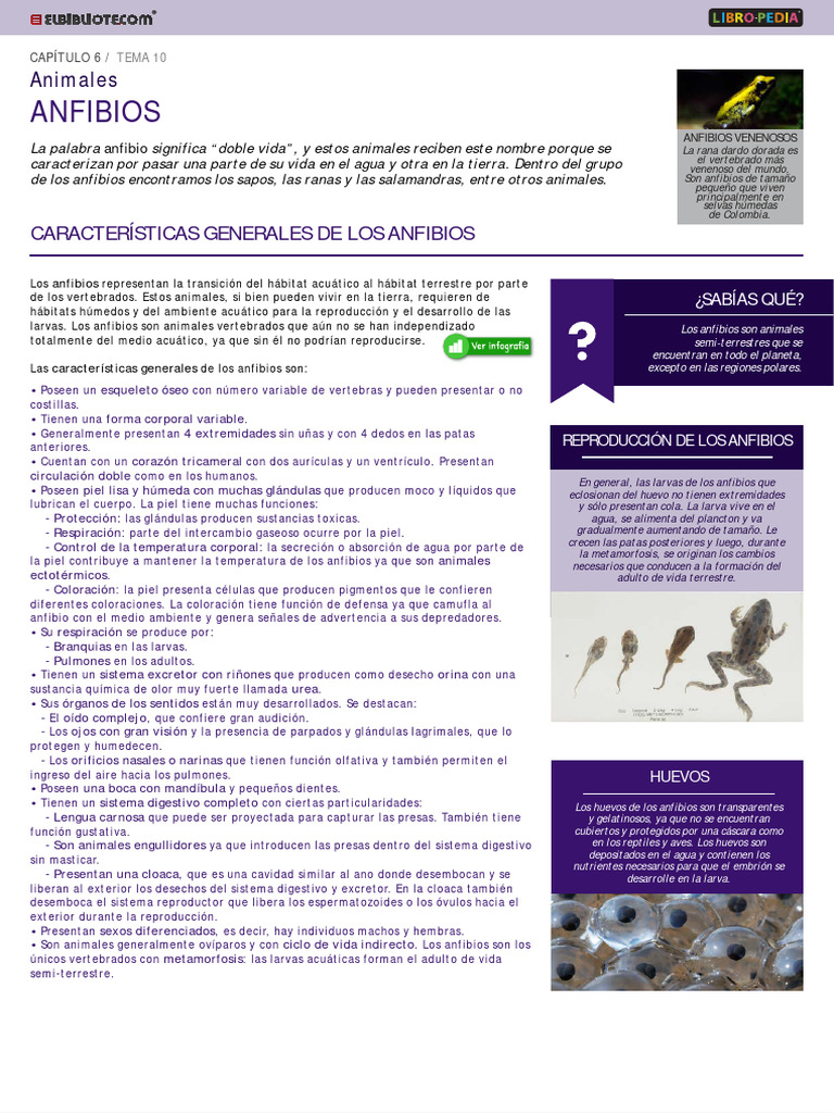 ANFIBIOS | PDF | Anfibio | Rana