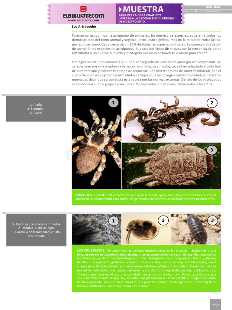 262 264 Biologia Artropodos | PDF | Insectos | Zoología